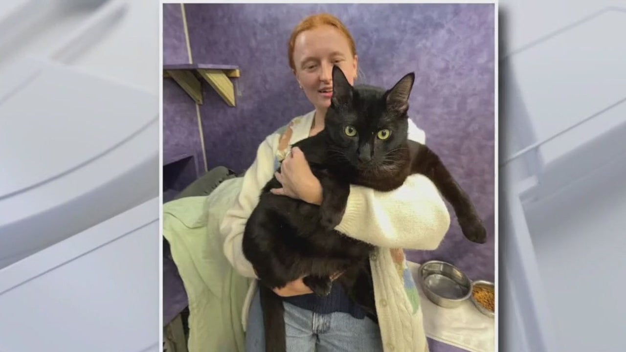 Large 26 pound cat gets help from APA! | FOX 7 Austin