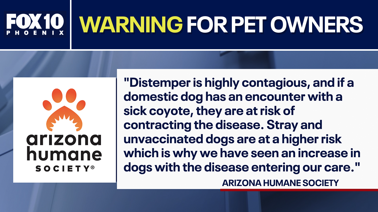 Canine distemper cases on the rise in the Valley | FOX 10 Phoenix