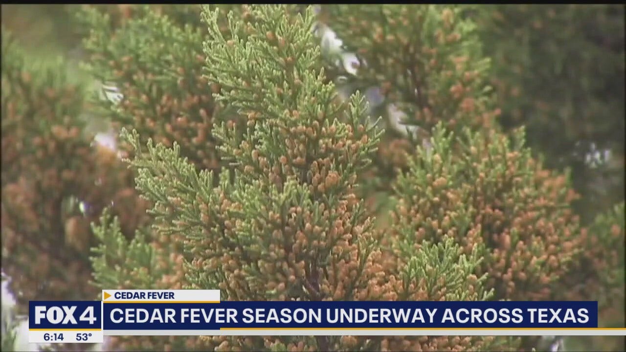 Mountain cedar trees blooming in Texas | FOX 4 Dallas-Fort Worth