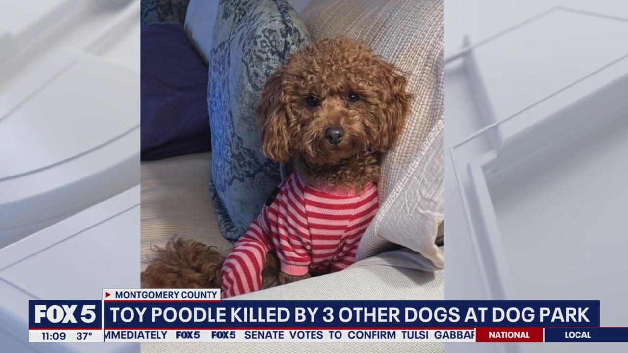 Toy poodle 'Charlie' killed by 3 pit bulls at Olney dog park | FOX 5 DC