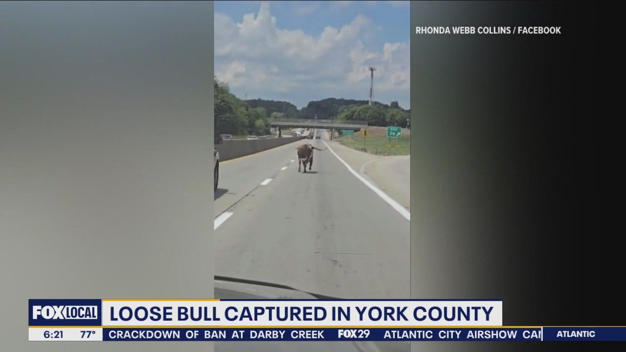 Loose bull captured in York County | FOX 29 Philadelphia