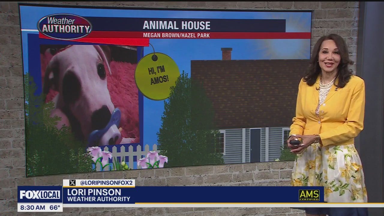 Meet Amos | FOX 2 Detroit