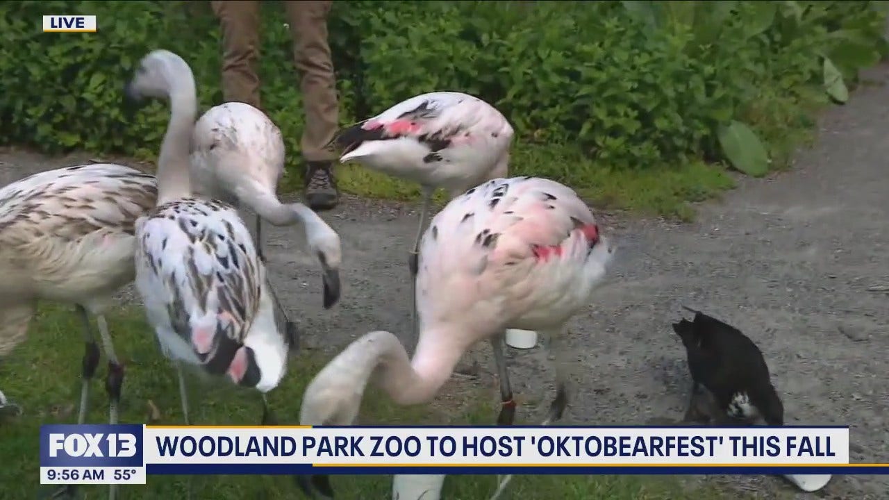 Woodland Park Zoo to host 'Oktobearfest' this fall | FOX 13 Seattle