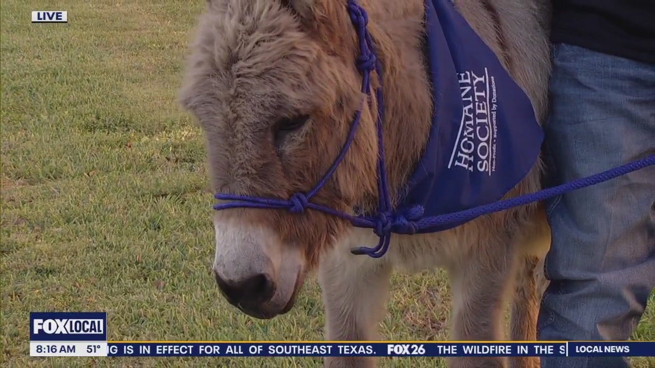 Juan the donkey from Houston Humane Society | FOX 26 Houston