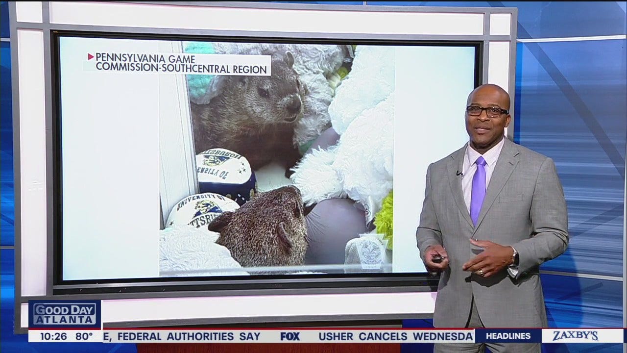 Groundhog spotted in claw machine | FOX 5 Atlanta