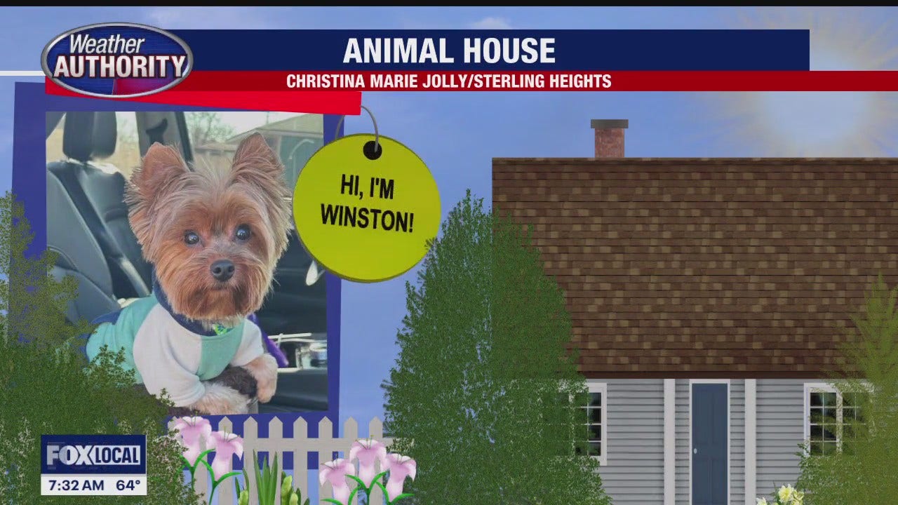 Meet Winston | FOX 2 Detroit