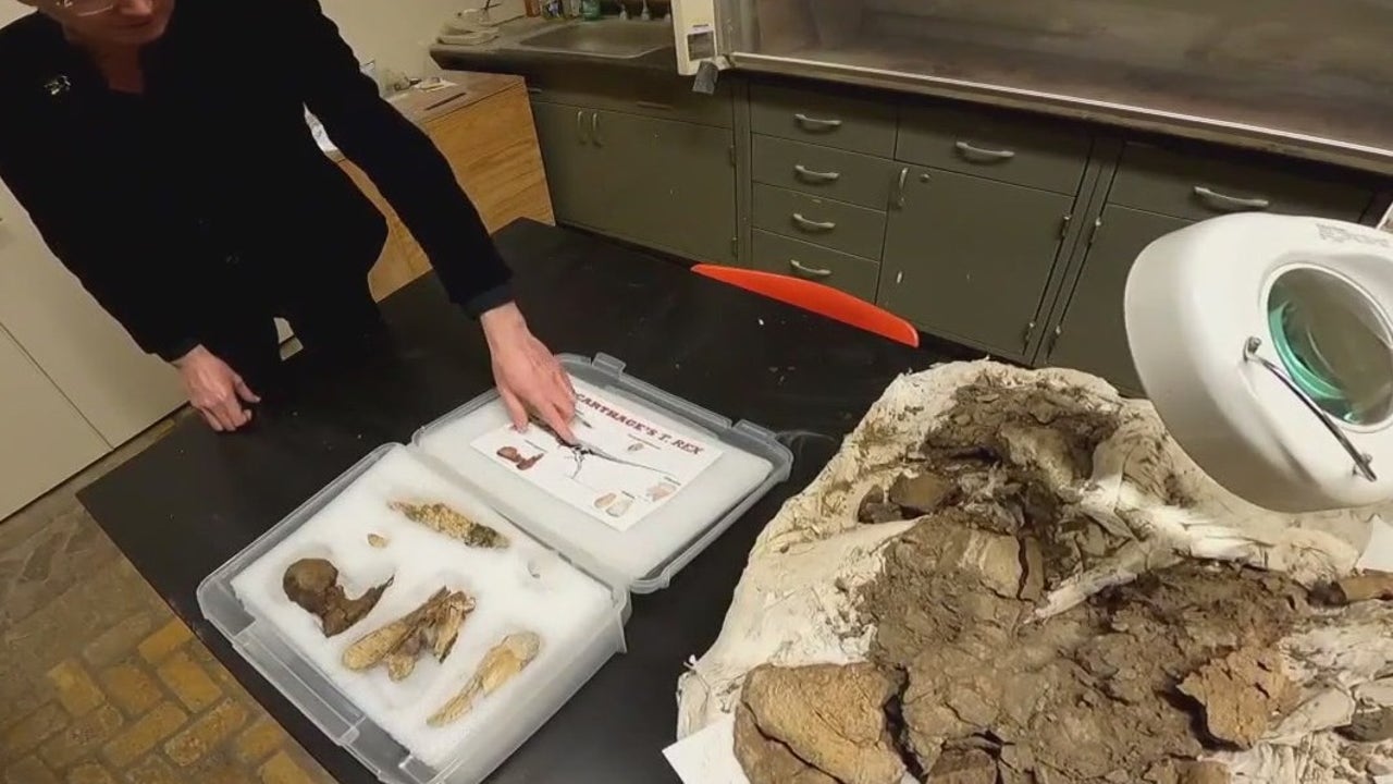 Kenosha fossil hunters make rare dinosaur find | FOX6 Milwaukee