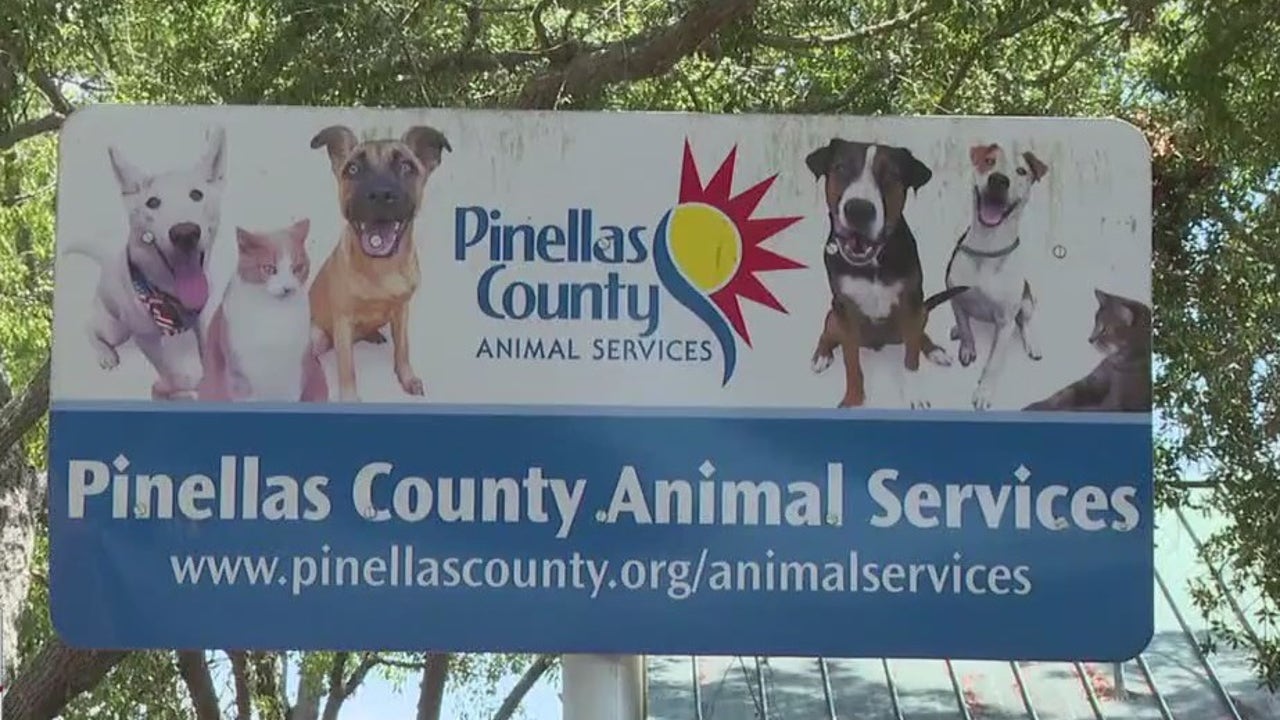 Free animal adoptions in Pinellas County | FOX 13 Tampa Bay