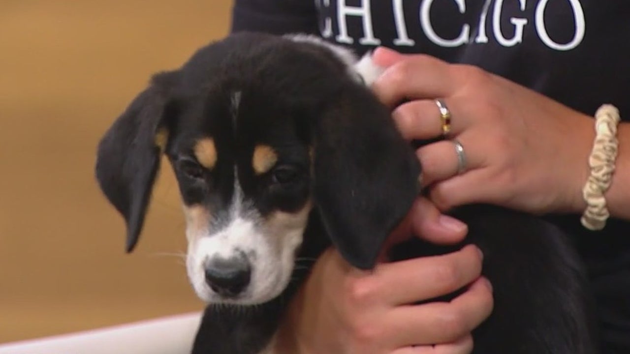 PAWS Pets of the Week: Meet Sprite, Fanta and Pepsi! | FOX 32 Chicago