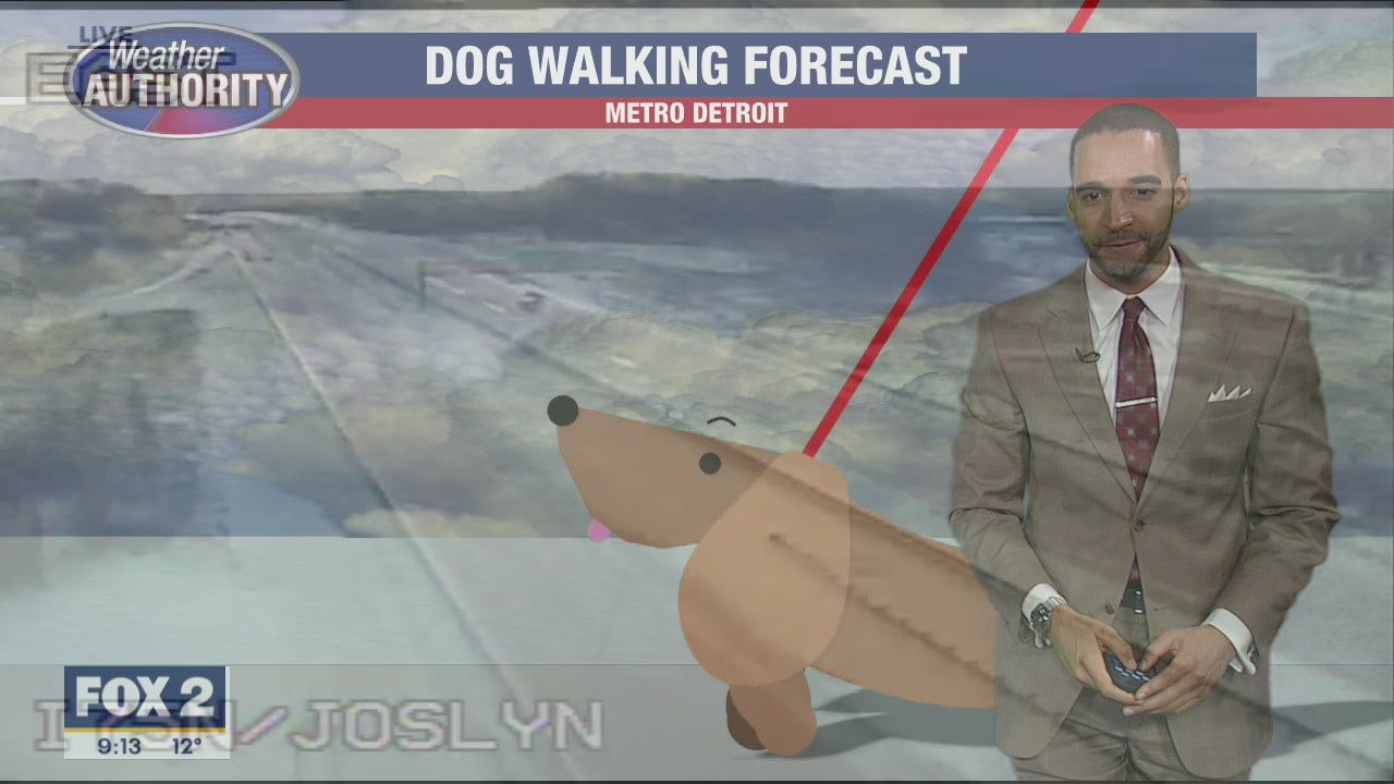 Meet Misty! | FOX 2 Detroit