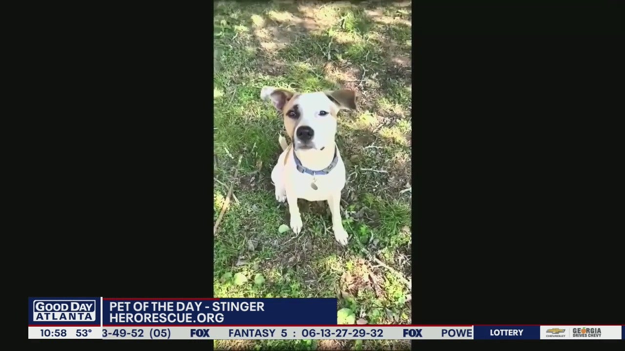 Pet of the Day with Hero Dog Rescue | FOX 5 Atlanta