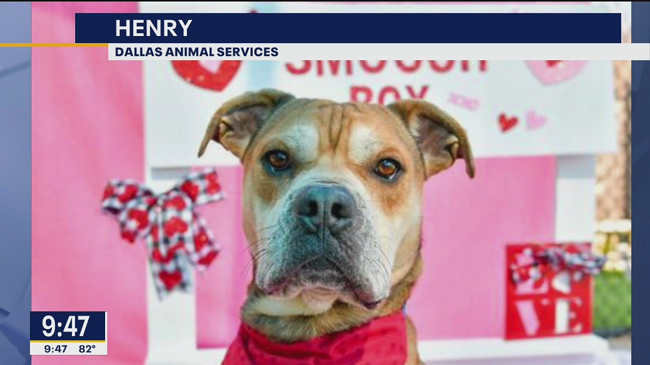 Ticket to Ride: Dallas shelter needs temporary homes for dogs being ...