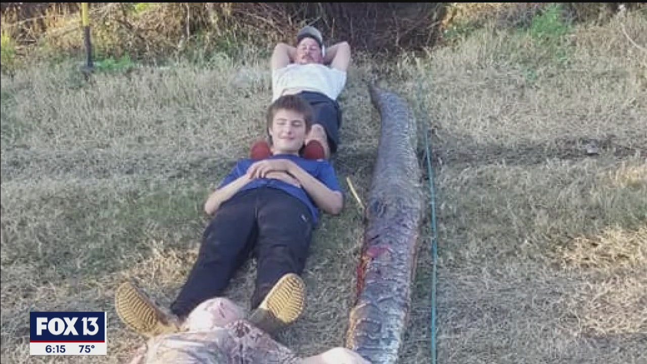 Record 16-foot python found in Hardee County | FOX 13 Tampa Bay