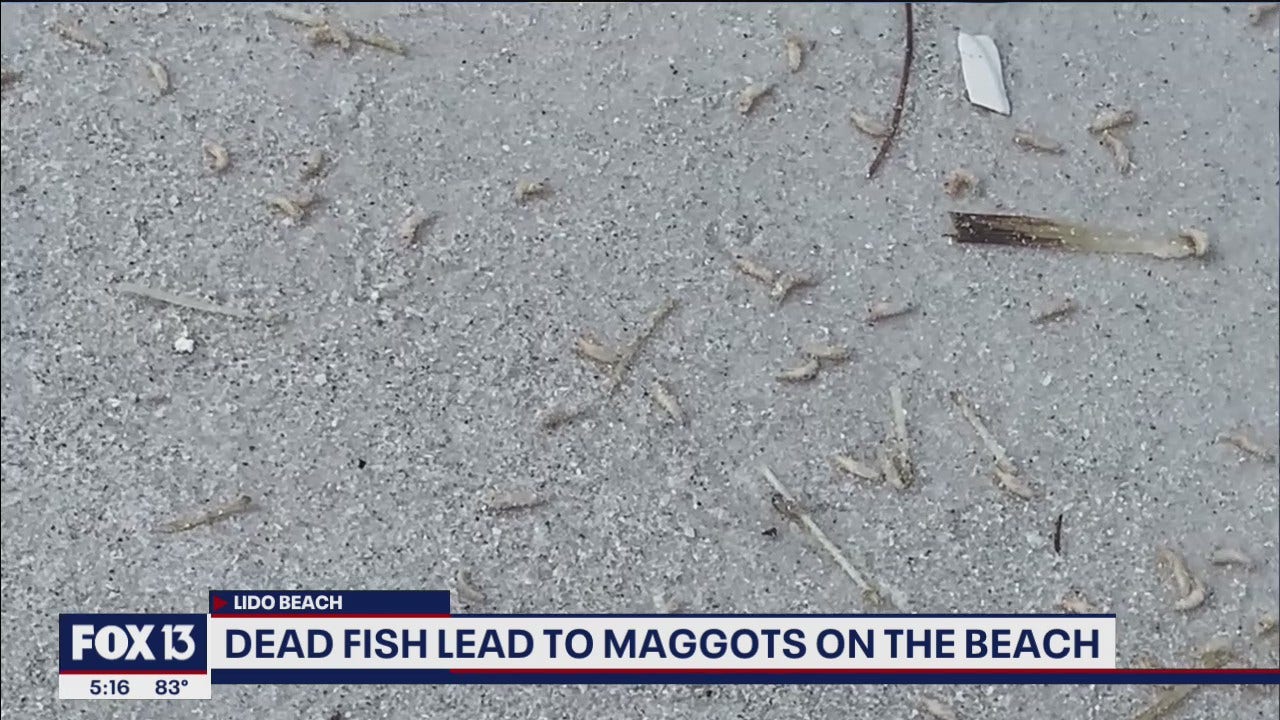 Maggots squirm along Lido Beach | FOX 13 Tampa Bay