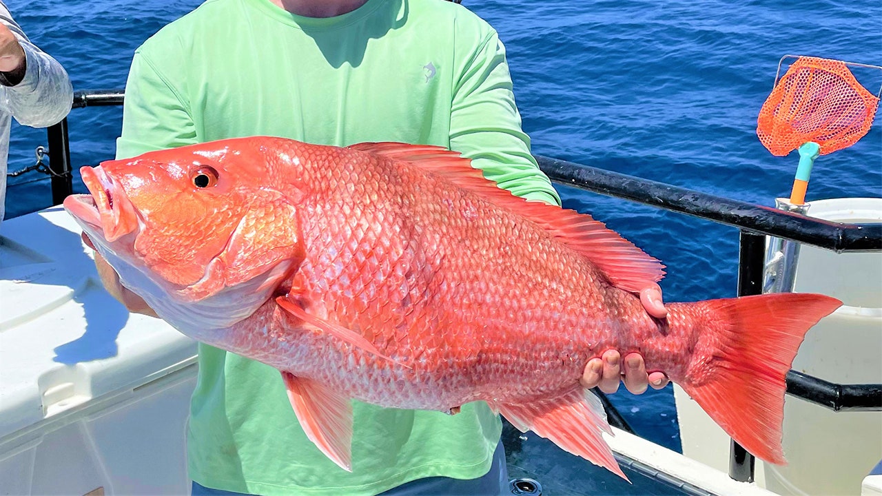 Red snapper bite is on fire offshore | FOX 13 Tampa Bay