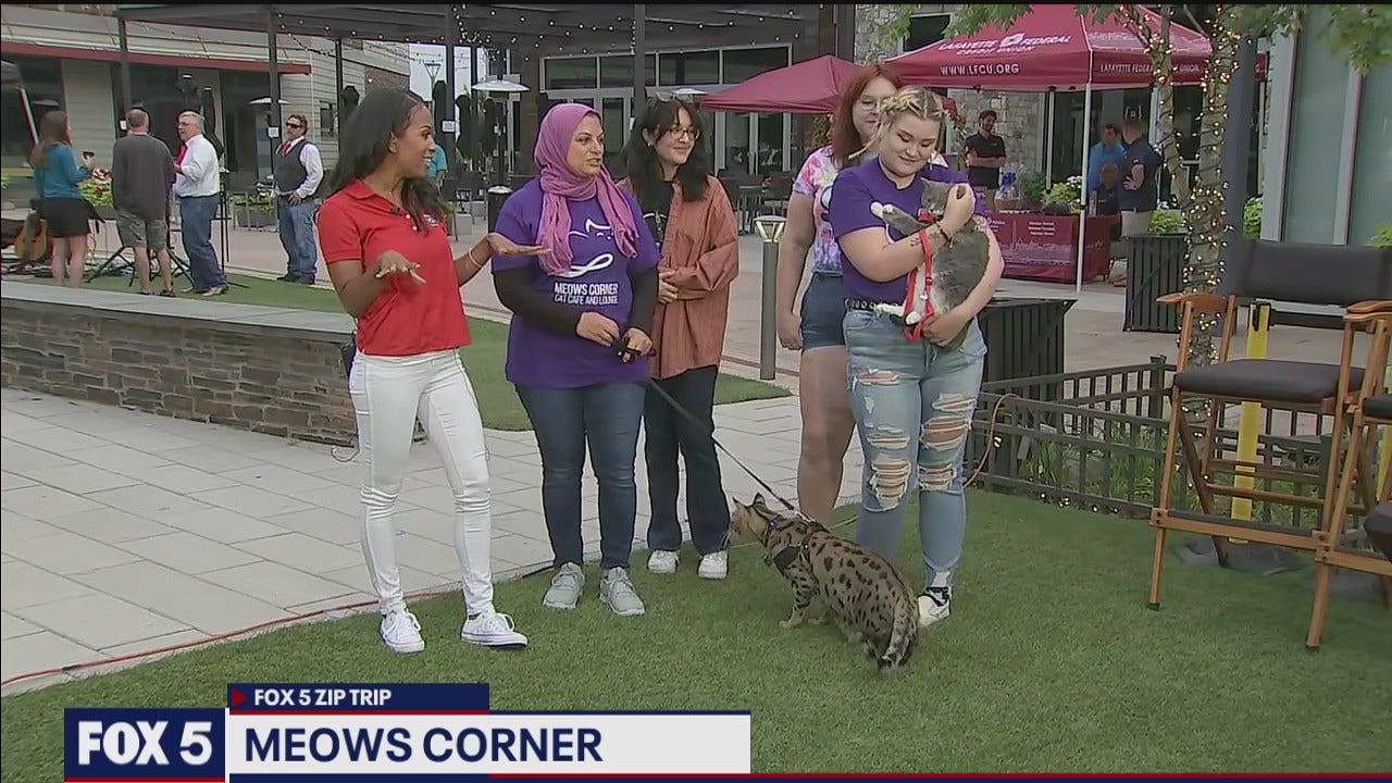 FOX 5 Zip Trip Sterling: Meows Corner | FOX 5 DC