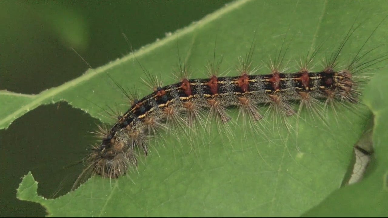 Gypsy moths - one of the most devastating pests in nature - are bugging ...
