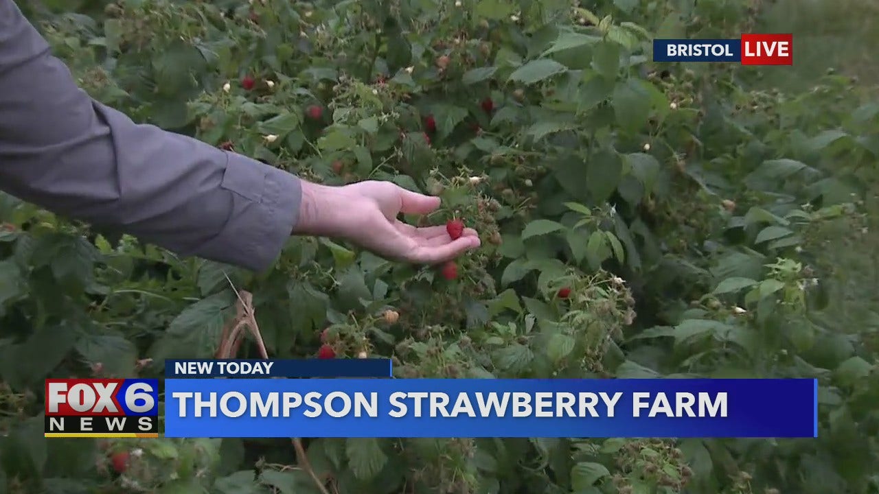 Thompson Strawberry Farm in Kenosha County | FOX6 Milwaukee