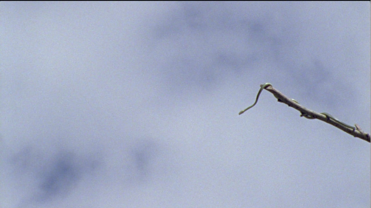 How flying snakes glide through the air | LiveNOW from FOX