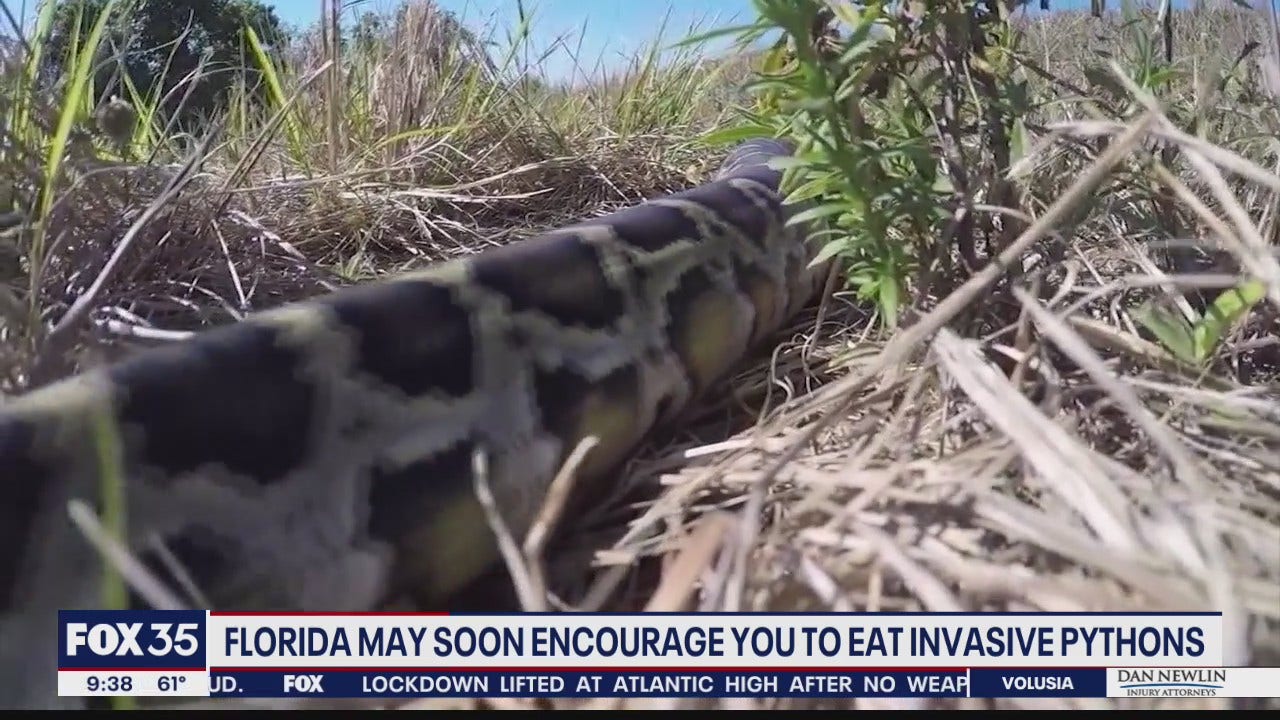 Florida may soon encourage you to eat invasive pythons | FOX 35 Orlando