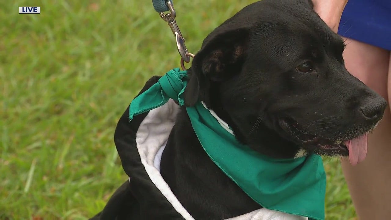 Celebrating the bond between animal and human at the 2021 Mutt March ...