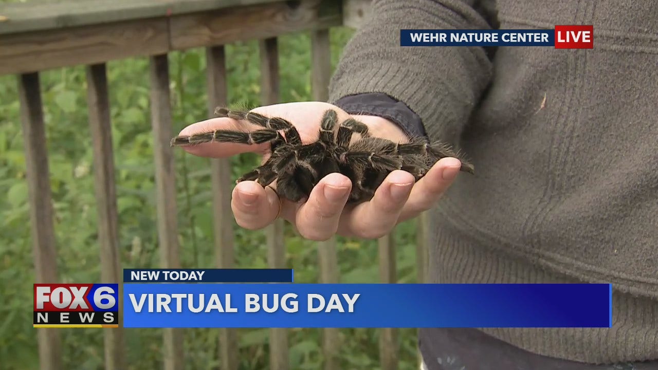 This year, Bug Day at The Wehr Nature Center is going virtual | FOX6 ...