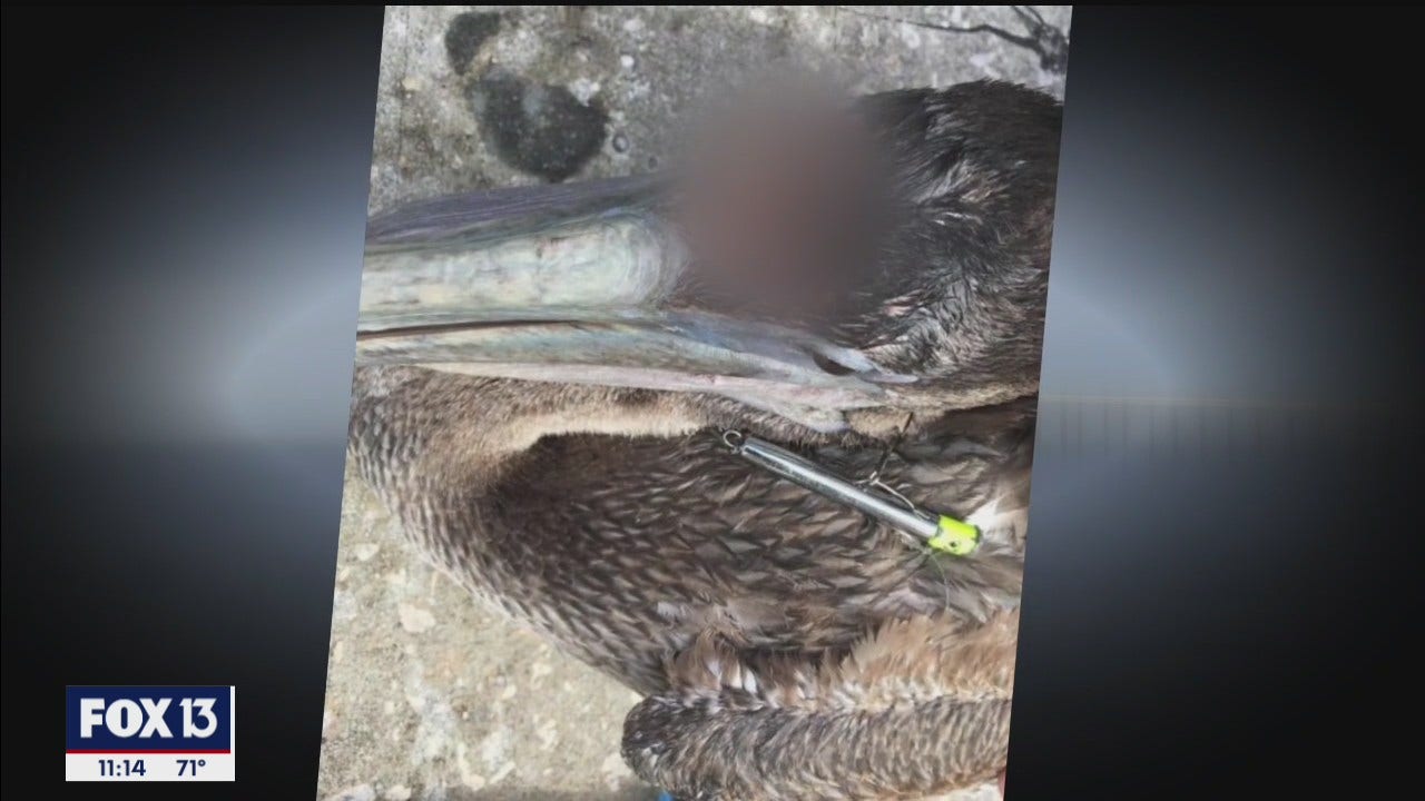Deliberate pelican mutilation under investigation | FOX 13 Tampa Bay