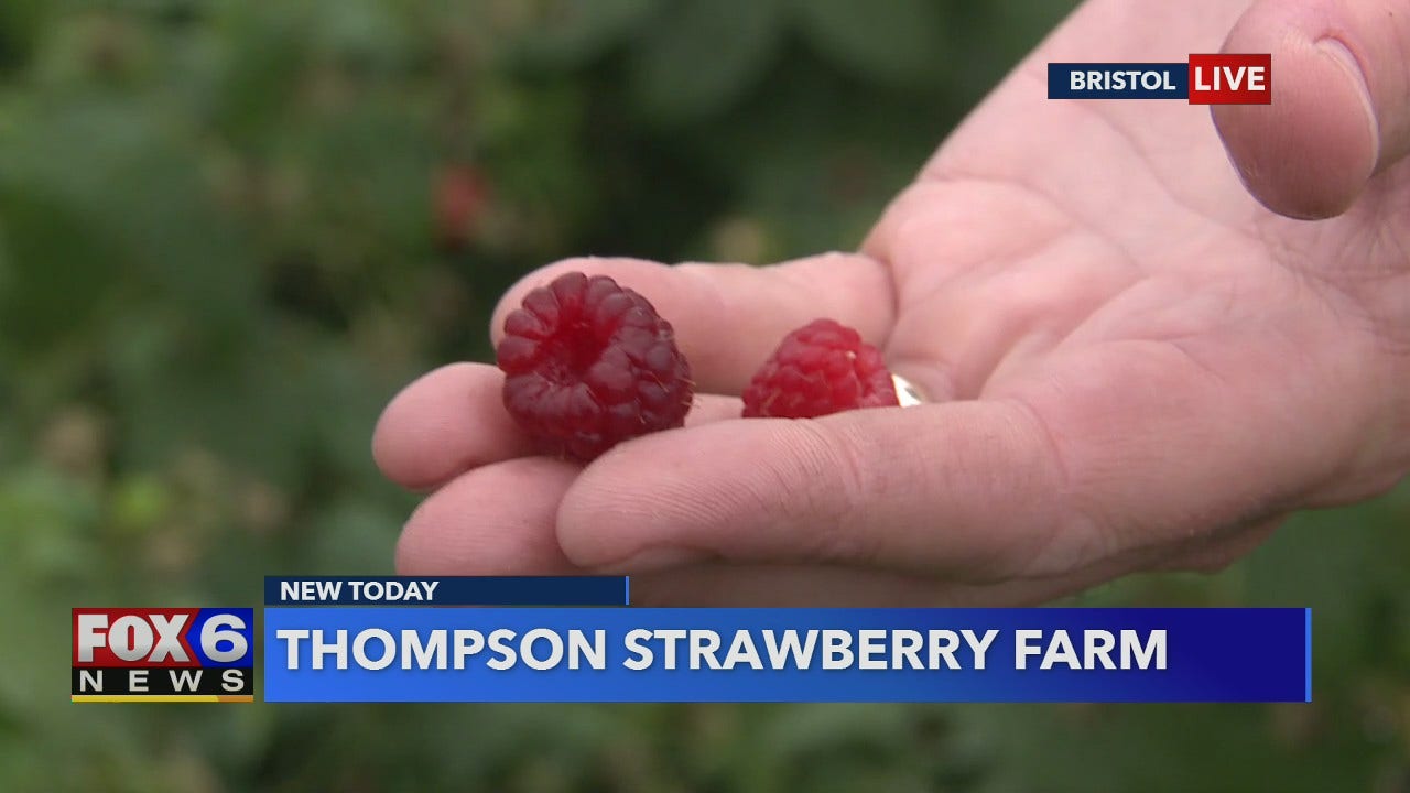 Ripe raspberries ready to be picked at Thompson Strawberry Farm | FOX6 ...