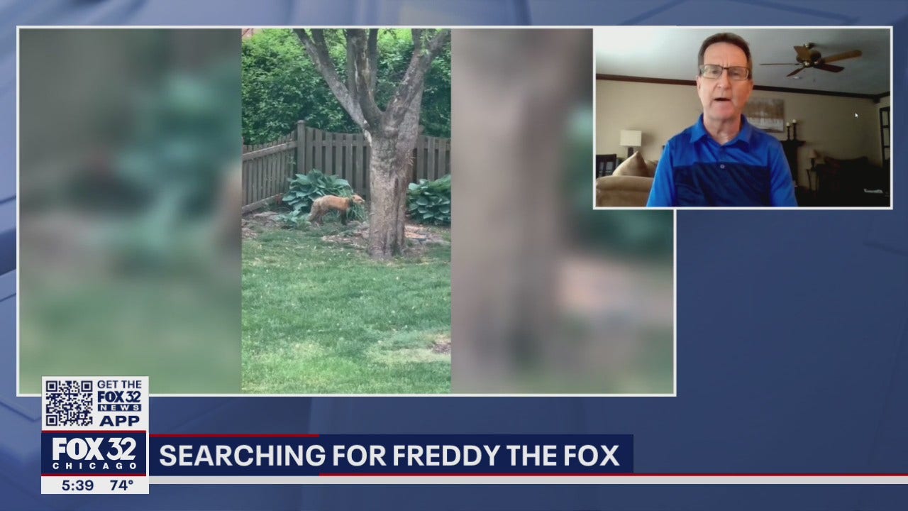 Suburban Chicago residents searching for fox with pipe stuck around its ...