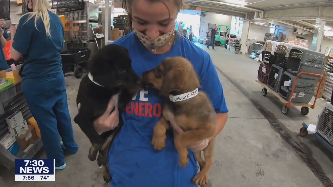 Animal Humane Society team returns to Minnesota with 40 dogs ready for ...
