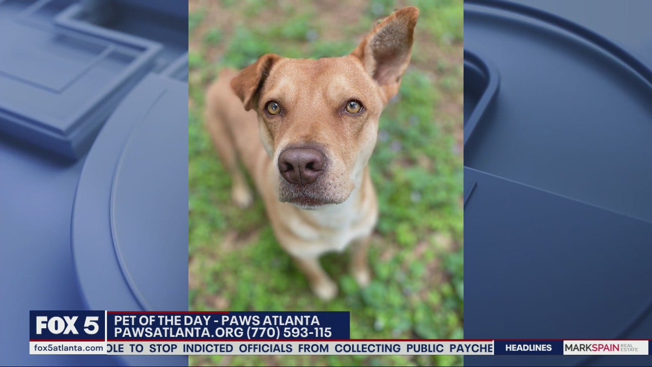 Pet of the Day with PAWS Atlanta | FOX 5 Atlanta