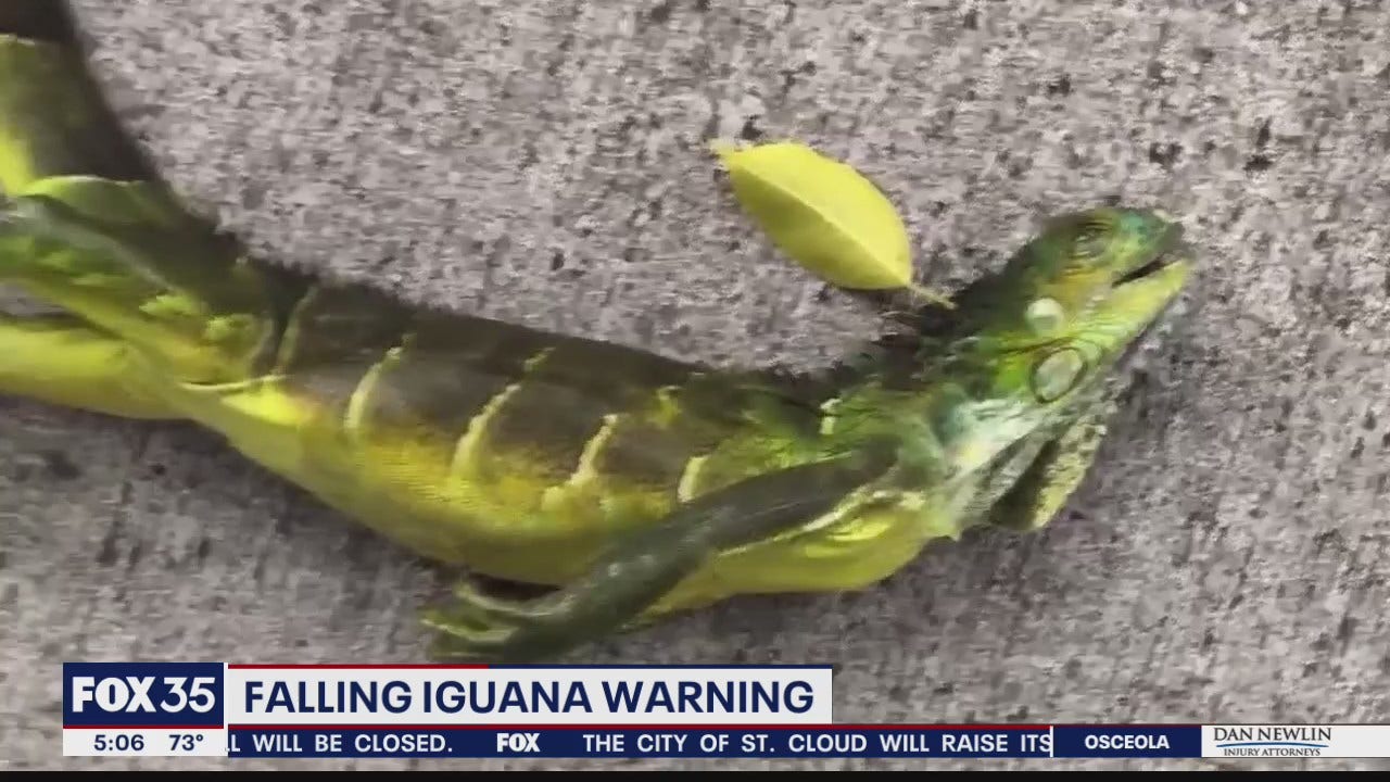 Warning issued by NWS for falling iguanas