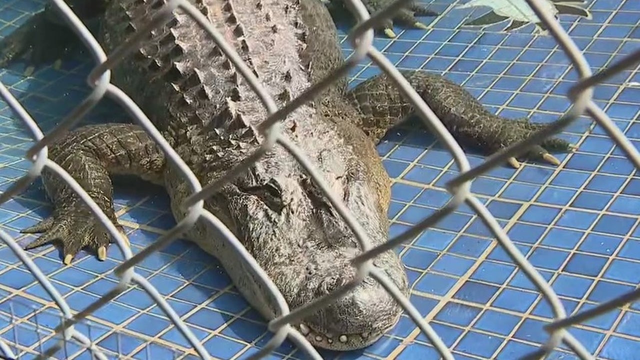 Alligators at the Phoenix Herpetological Sanctuary | FOX 10 Phoenix