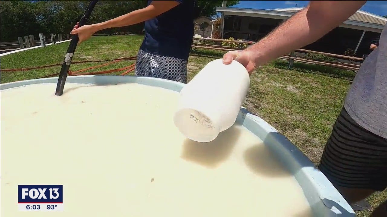 Researchers hope clay could kill red tide | FOX 13 Tampa Bay