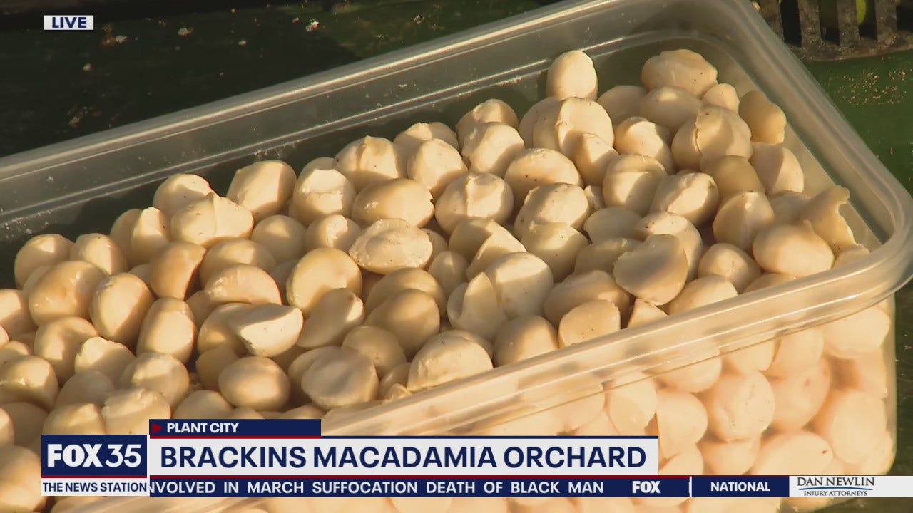 David Does It: Brackins Macadamia Orchard | FOX 35 Orlando