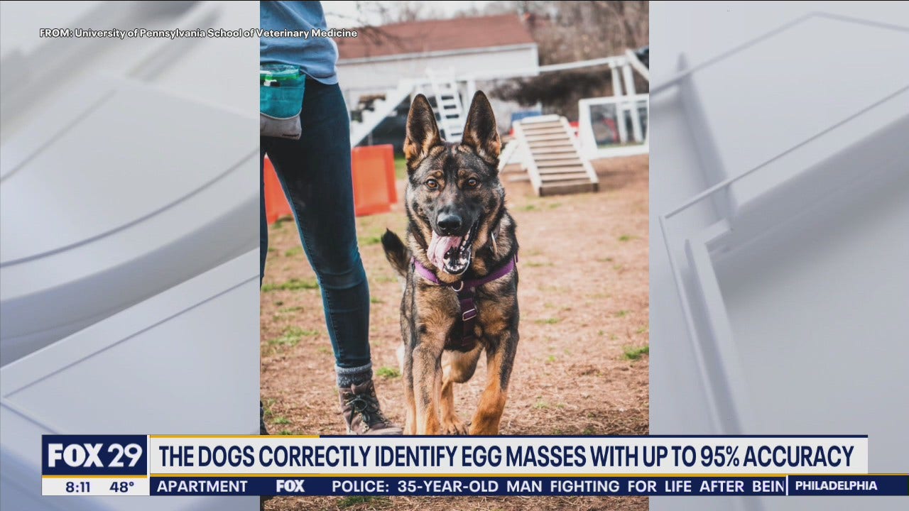 UPenn researchers training dogs to stamp out pesky problem | FOX 29 ...