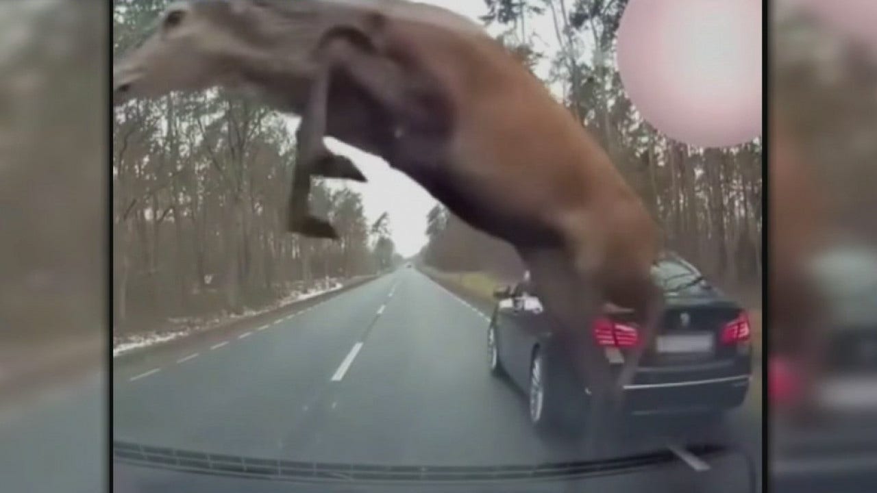 Deer stampede | FOX 5 New York