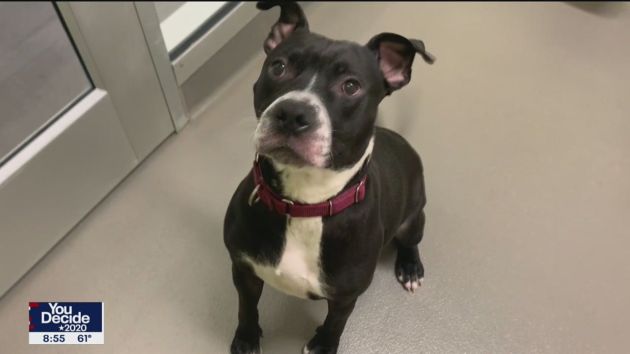 Dog of the Day: Nemo | FOX 4 Dallas-Fort Worth