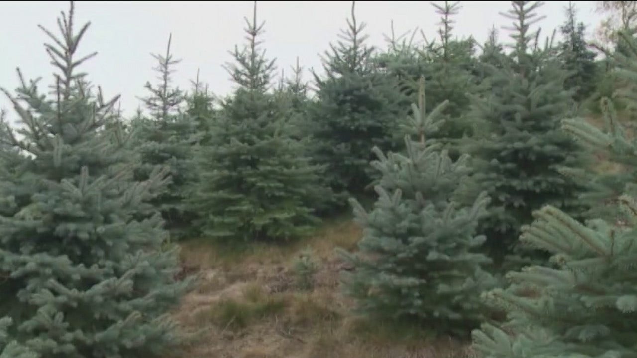 Prescott National Forest Christmas tree permits available | FOX 10 Phoenix