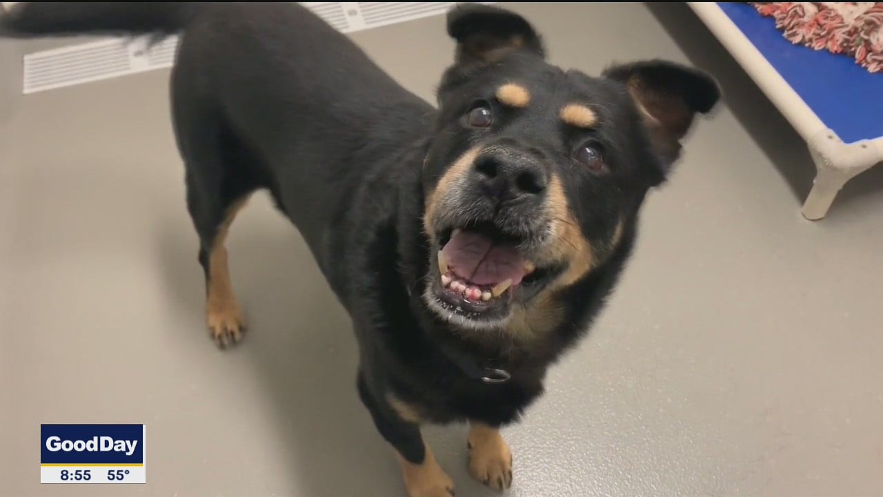 Dog of the Day: Fella | FOX 4 Dallas-Fort Worth