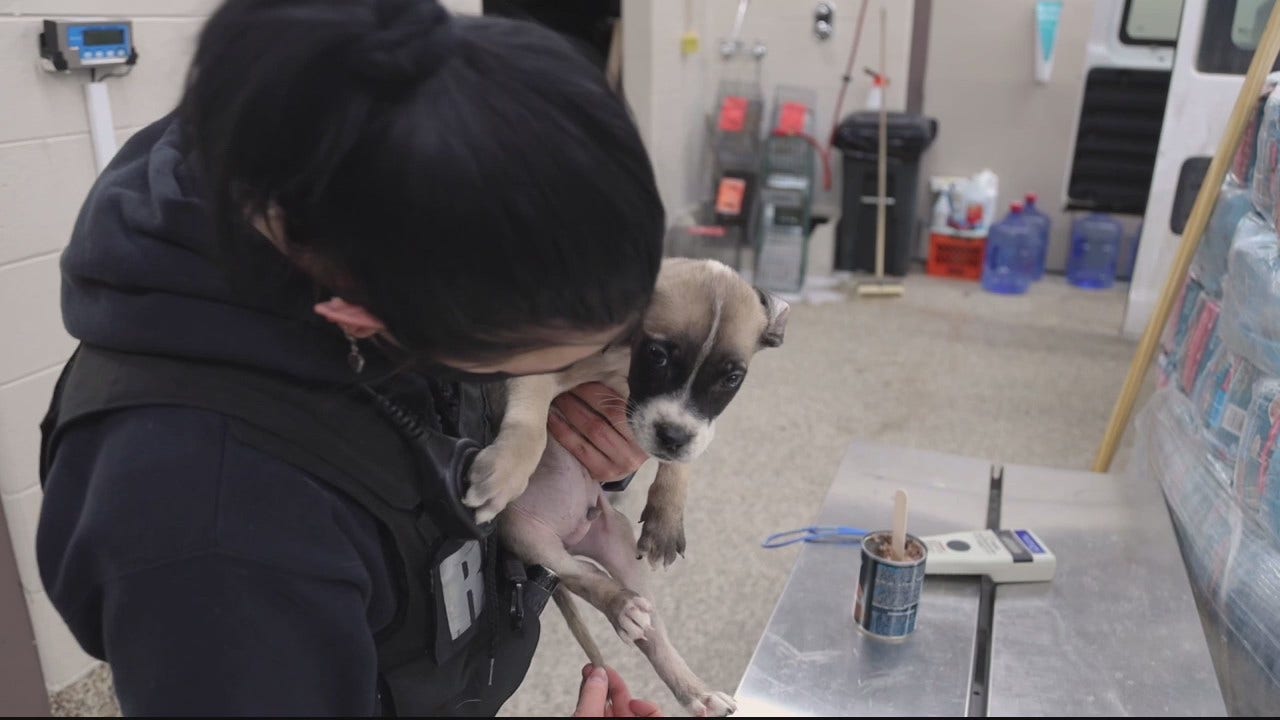 17 puppies rescued from one home by Michigan Humane | FOX 2 Detroit