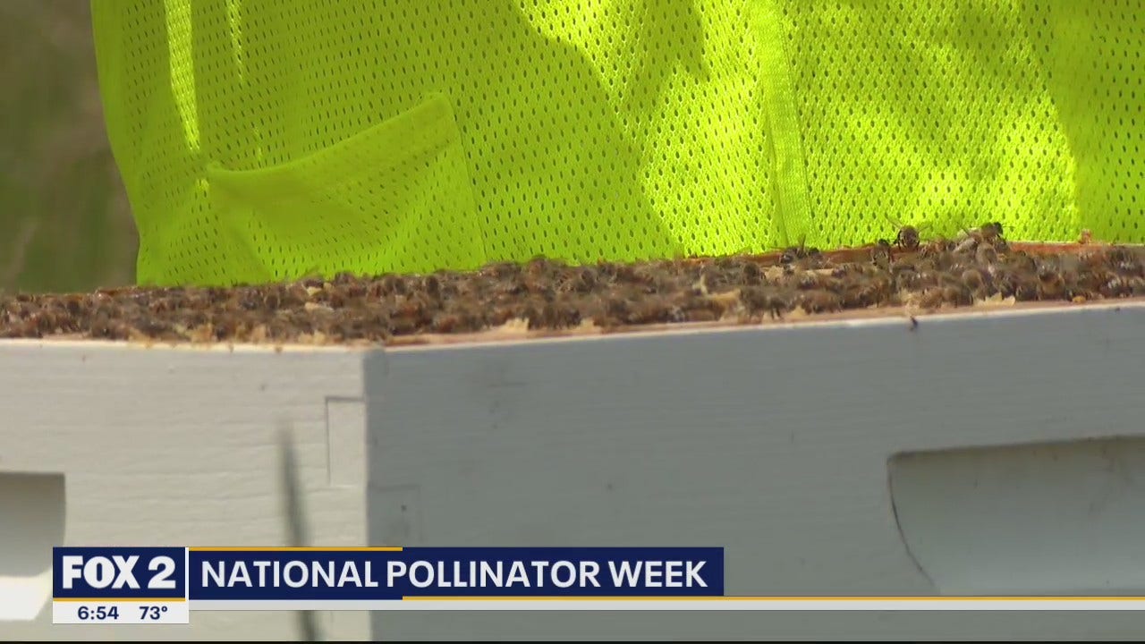 National Pollinator Week | FOX 2 Detroit