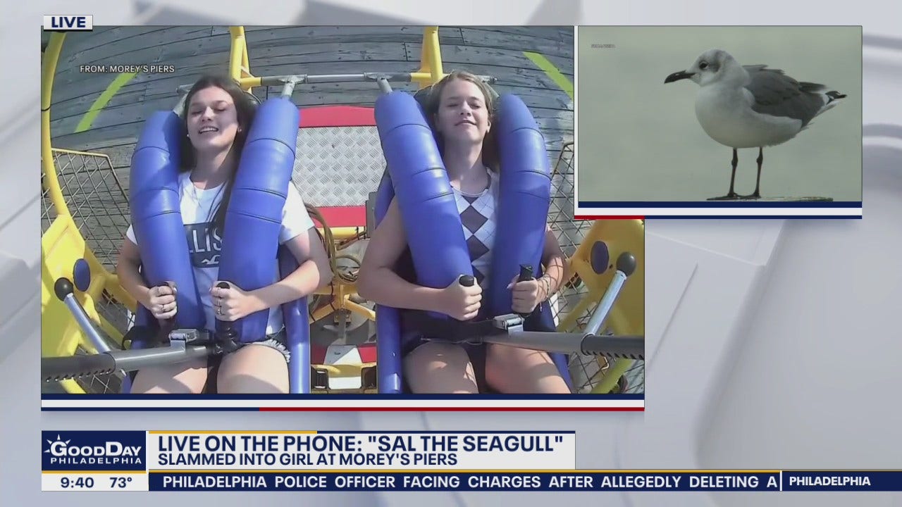 Seagull 'speaks out' after viral collision with rider at amusement park ...