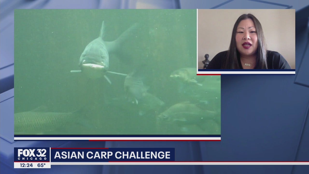 Asian Carp Challenge aims to reintroduce pesky fish to the diets of ...