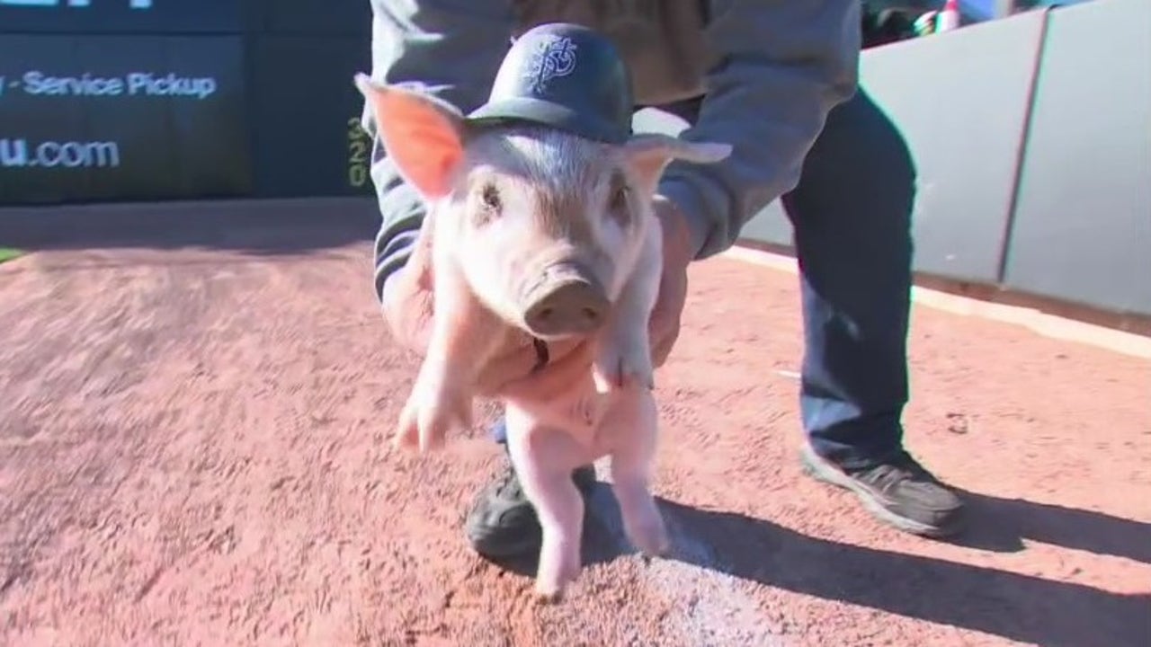 St. Paul Saints to unveil name of 2021 ball pig Tuesday night | FOX 9 ...