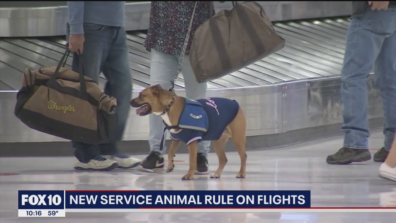 Department of Transportation tightens rules for service animals on ...