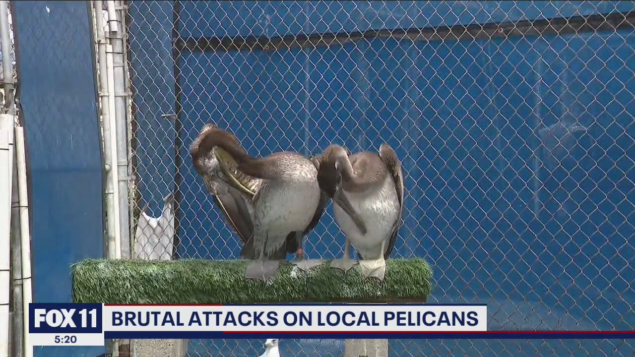 More than 30 pelicans mutilated on Orange County beaches | FOX 11 Los ...
