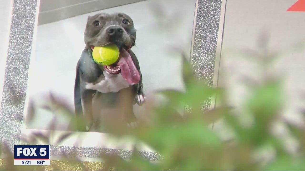 Animal autopsy could be key to Piedmont Park stabbing investigation ...