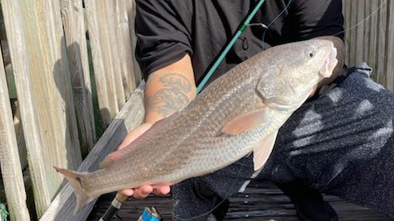 Redfish action remains steady inshore | FOX 13 Tampa Bay