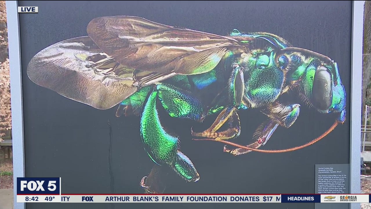 Atlanta’s Fernbank Museum shows a different side to insects | FOX 5 Atlanta